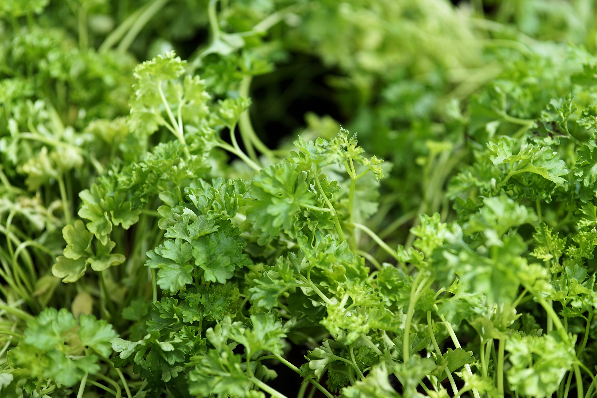 🌿 Kalorier i Persille - Gratis Kalorietabel